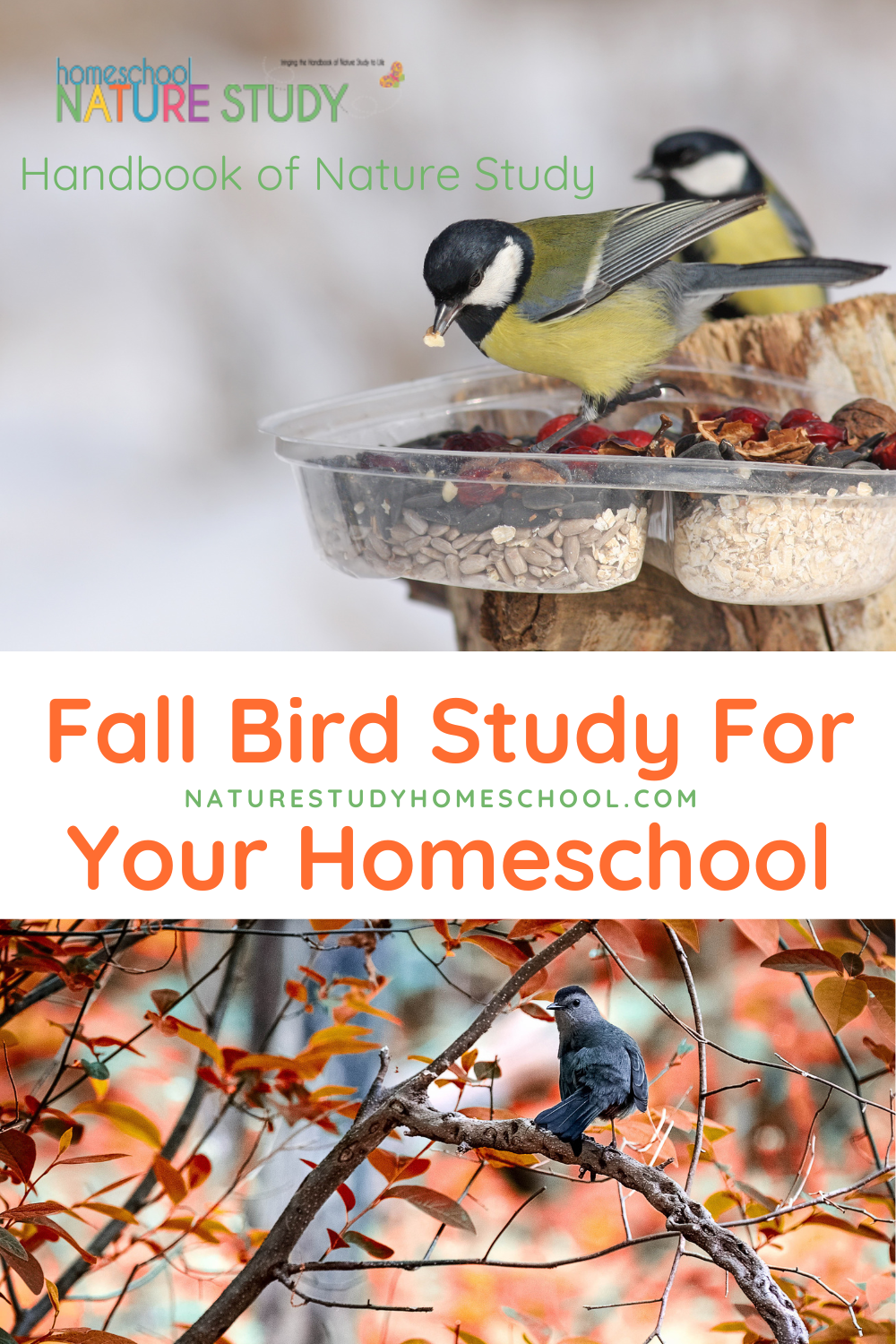 Fall Bird Study For Your Homeschool - Homeschool Nature Study