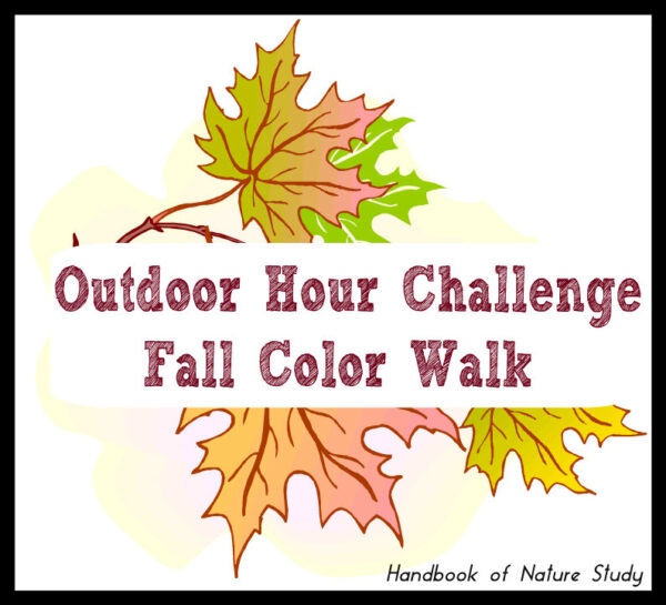 Homeschool Fall Leaf Study And Activities (perfect for all ages ...