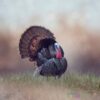 Turkey Homeschool Nature Study Activities for November - Homeschool ...