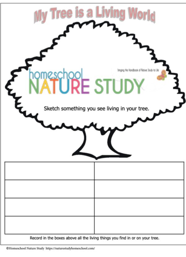 A Winter Tree Study For Your Homeschool - Homeschool Nature Study