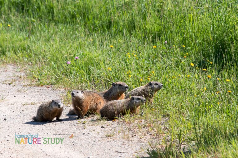 10 Fun Groundhog Day Homeschool Nature Study Activities - Homeschool ...