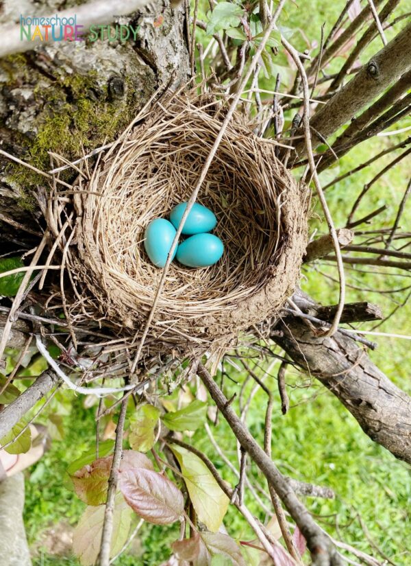 Fun Bird Nests and Eggs Activities For Nature Study - Homeschool Nature ...