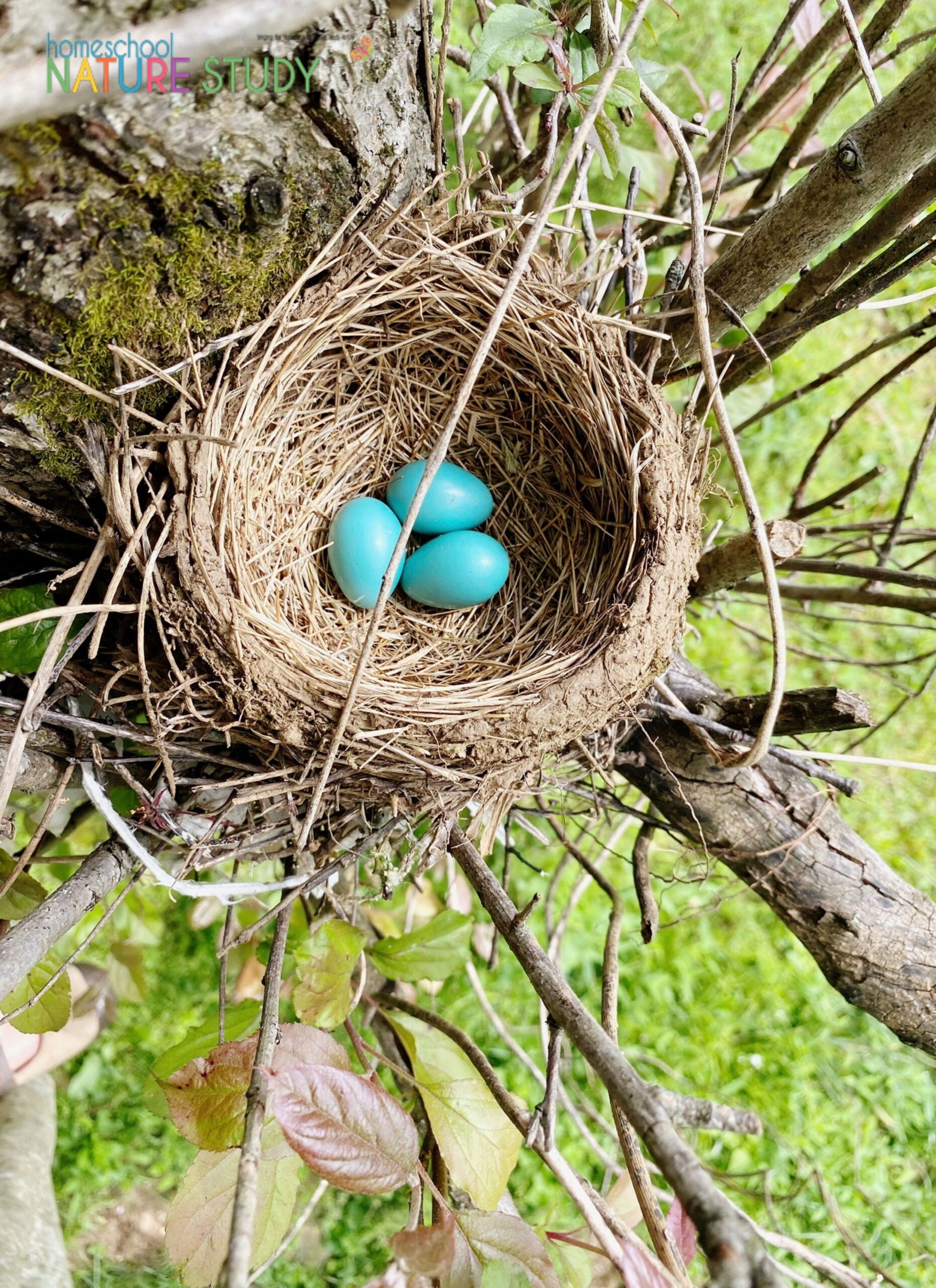 Fun Bird Nests and Eggs Activities For Nature Study - Homeschool Nature ...