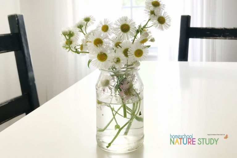 10 March Nature Activities Perfect for Spring Celebrations - Homeschool ...