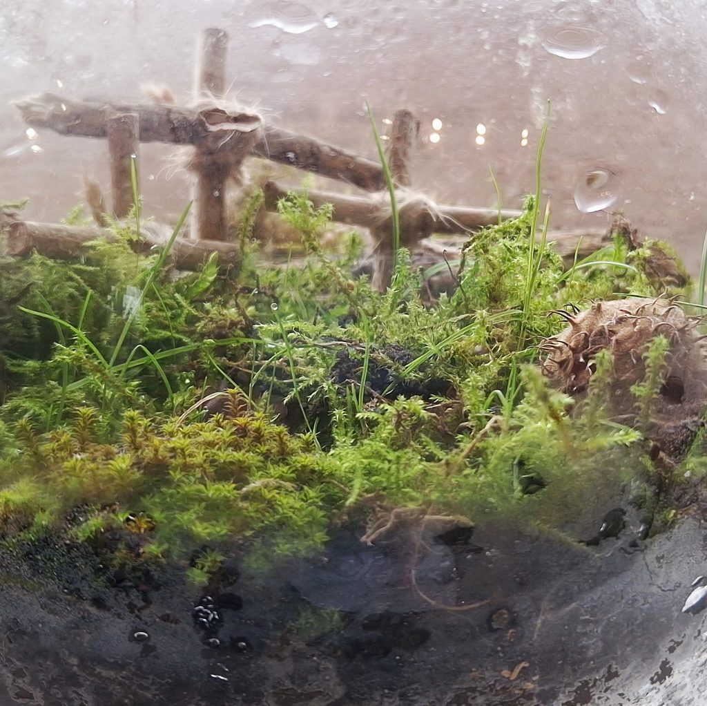 February Nature Craft - Resurrection Terrarium - Homeschool Nature Study