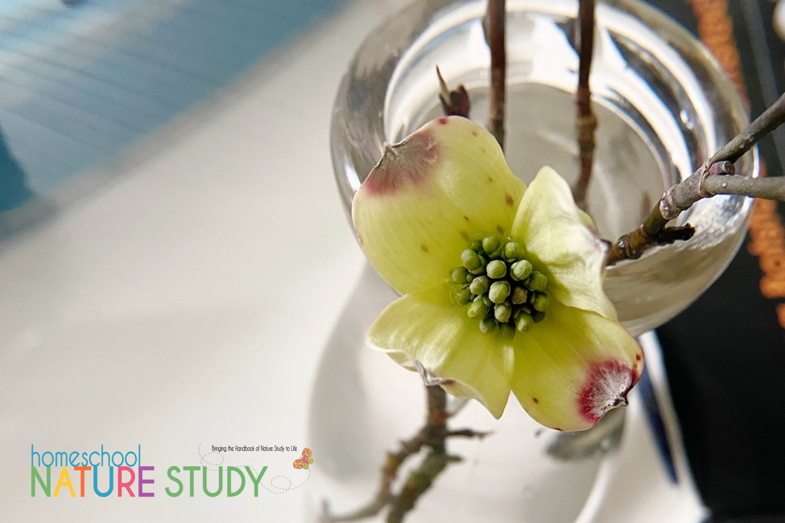 7 April Nature Activities Great for Enjoying the Outdoors - Homeschool ...