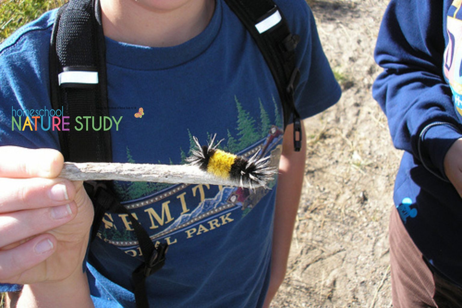 Insect Nature Study For Kids: How to Identify an Insect - Homeschool ...