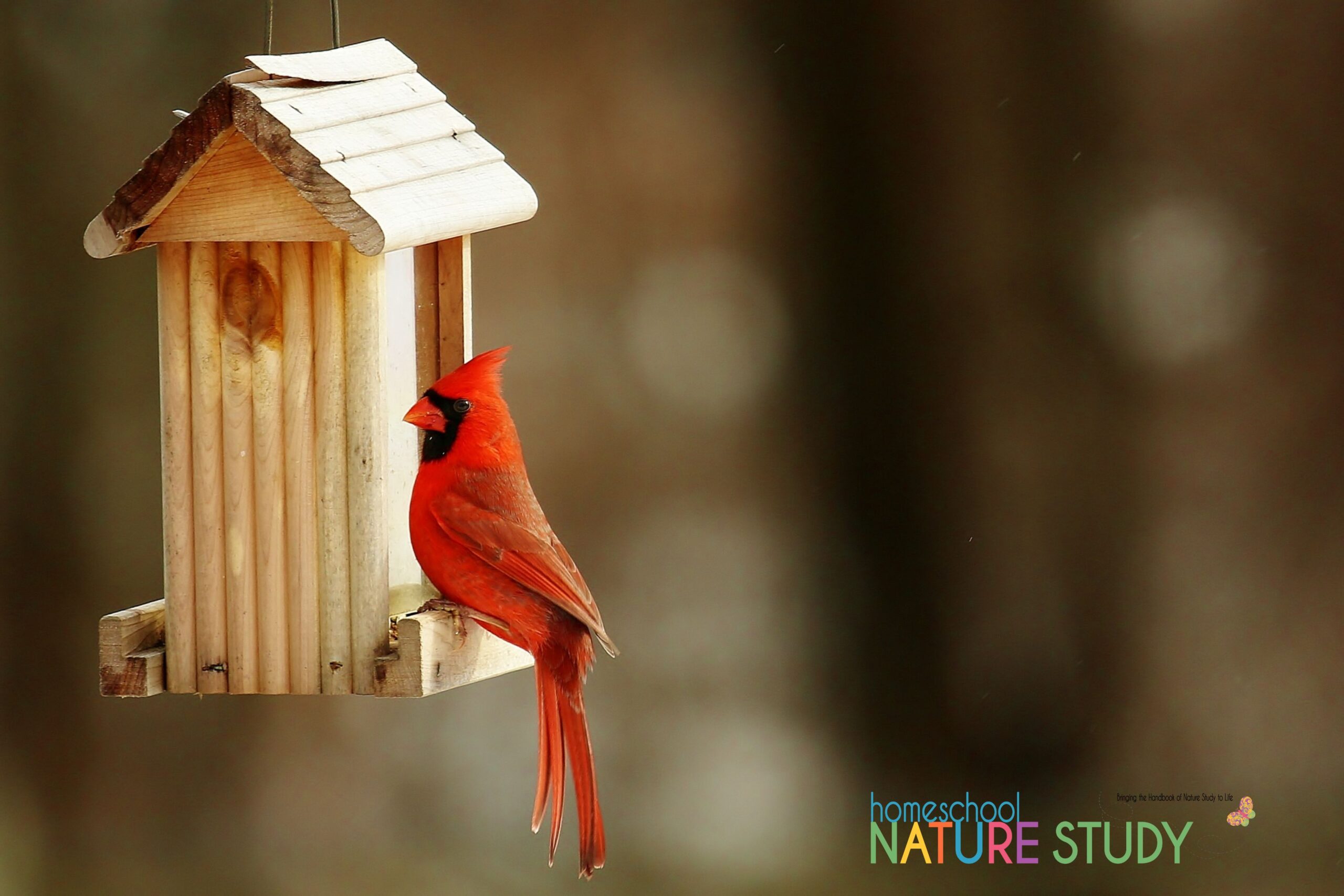 Cardinal Nesting Box