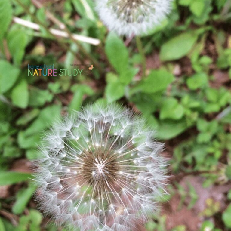 Discover a Dandelion Nature Study for Your Homeschool - Homeschool ...