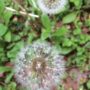 Discover a Dandelion Nature Study for Your Homeschool - Homeschool ...