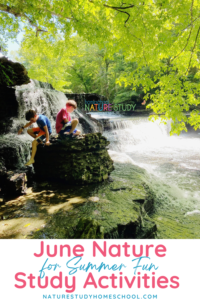 June Nature Study Activities for Summer Fun - Homeschool Nature Study
