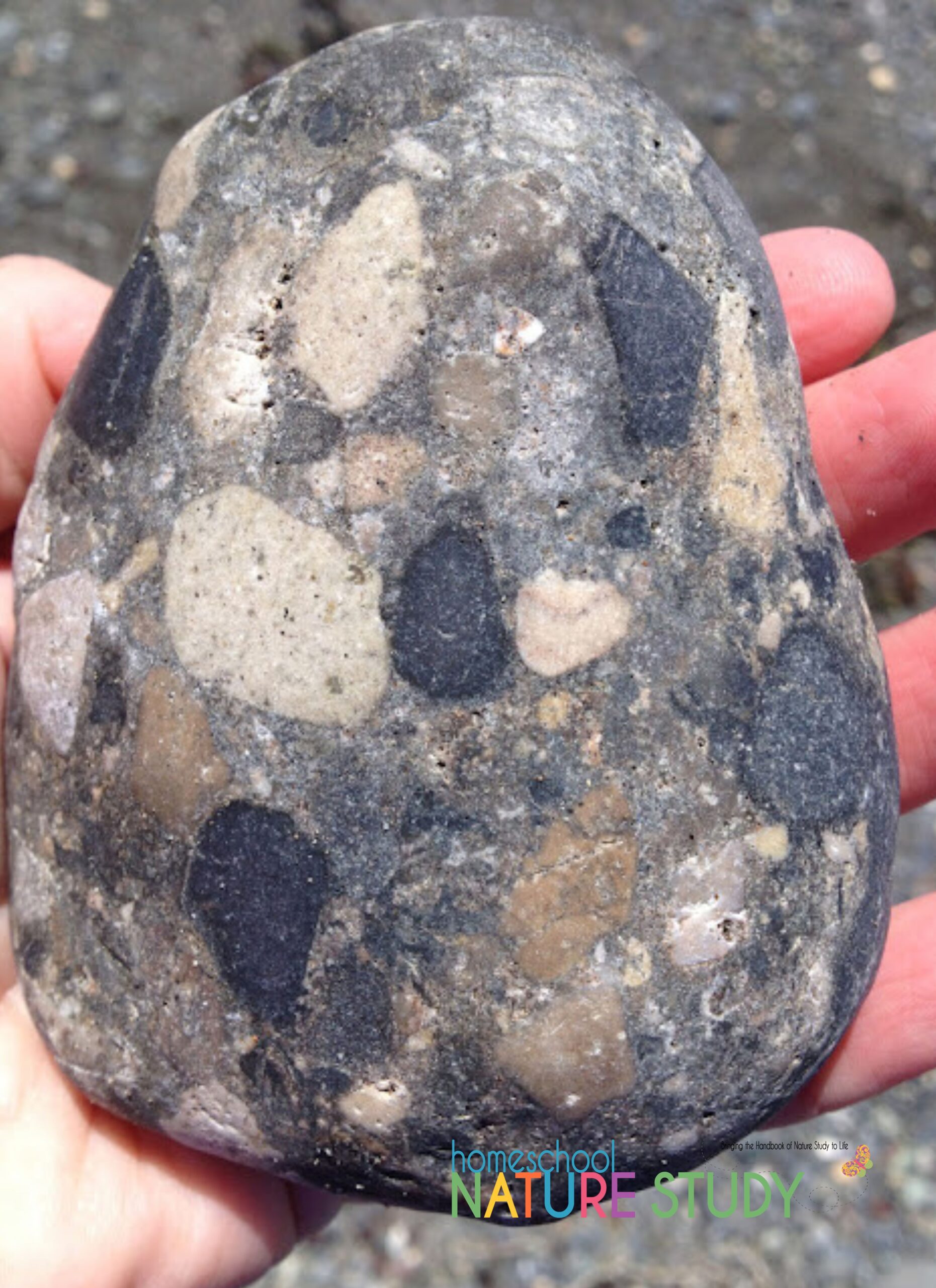Tips for a Conglomerate Rock Nature Study - Homeschool Nature Study