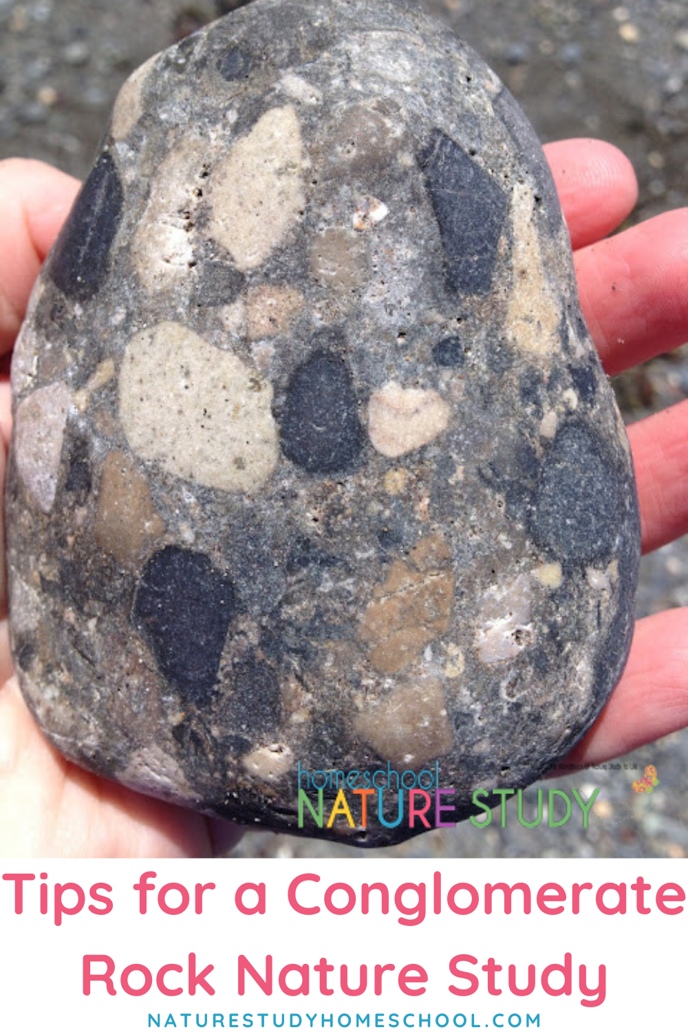 Tips for a Conglomerate Rock Nature Study - Homeschool Nature Study