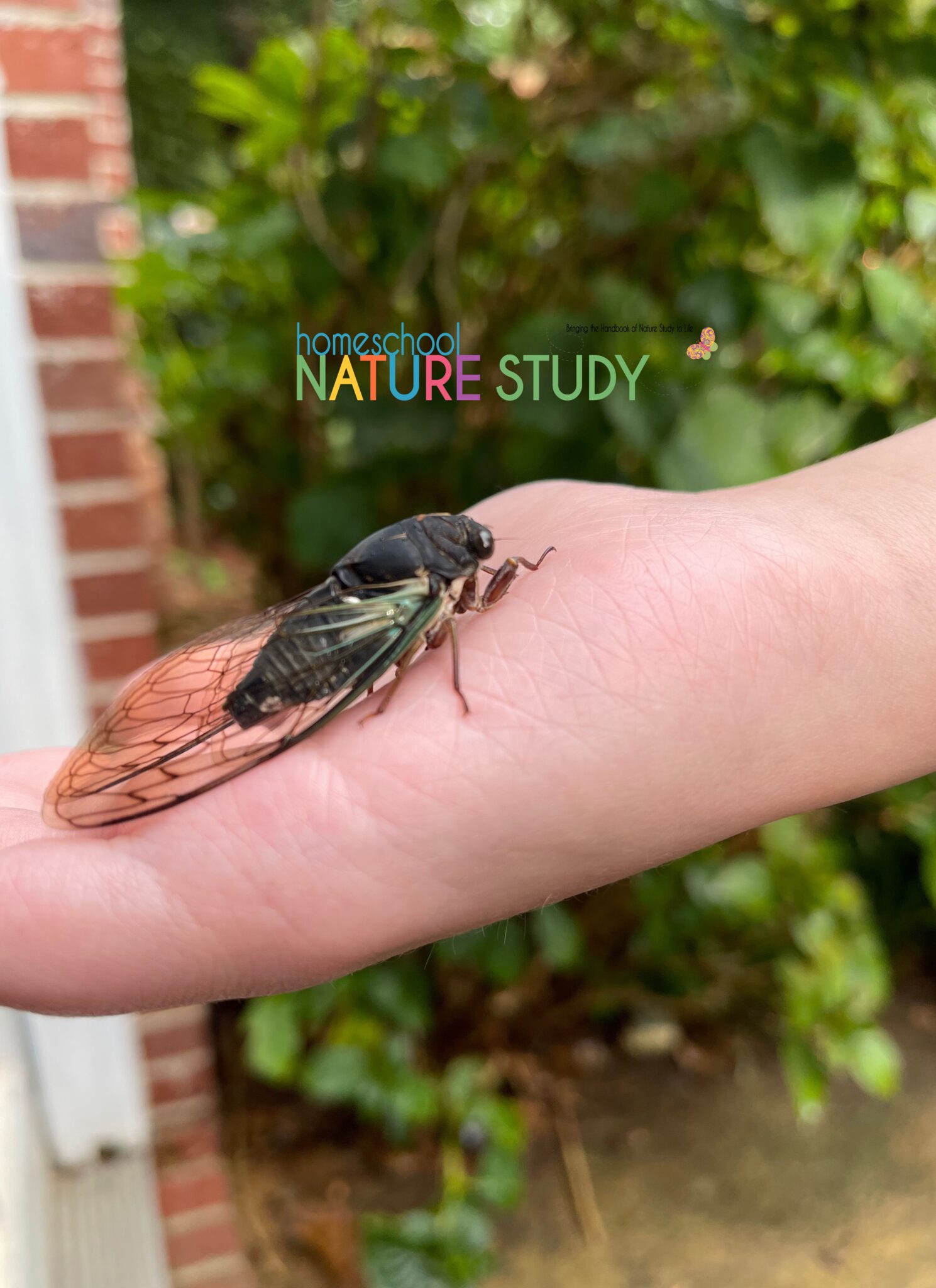 June Nature Study Activities for Summer Fun - Homeschool Nature Study