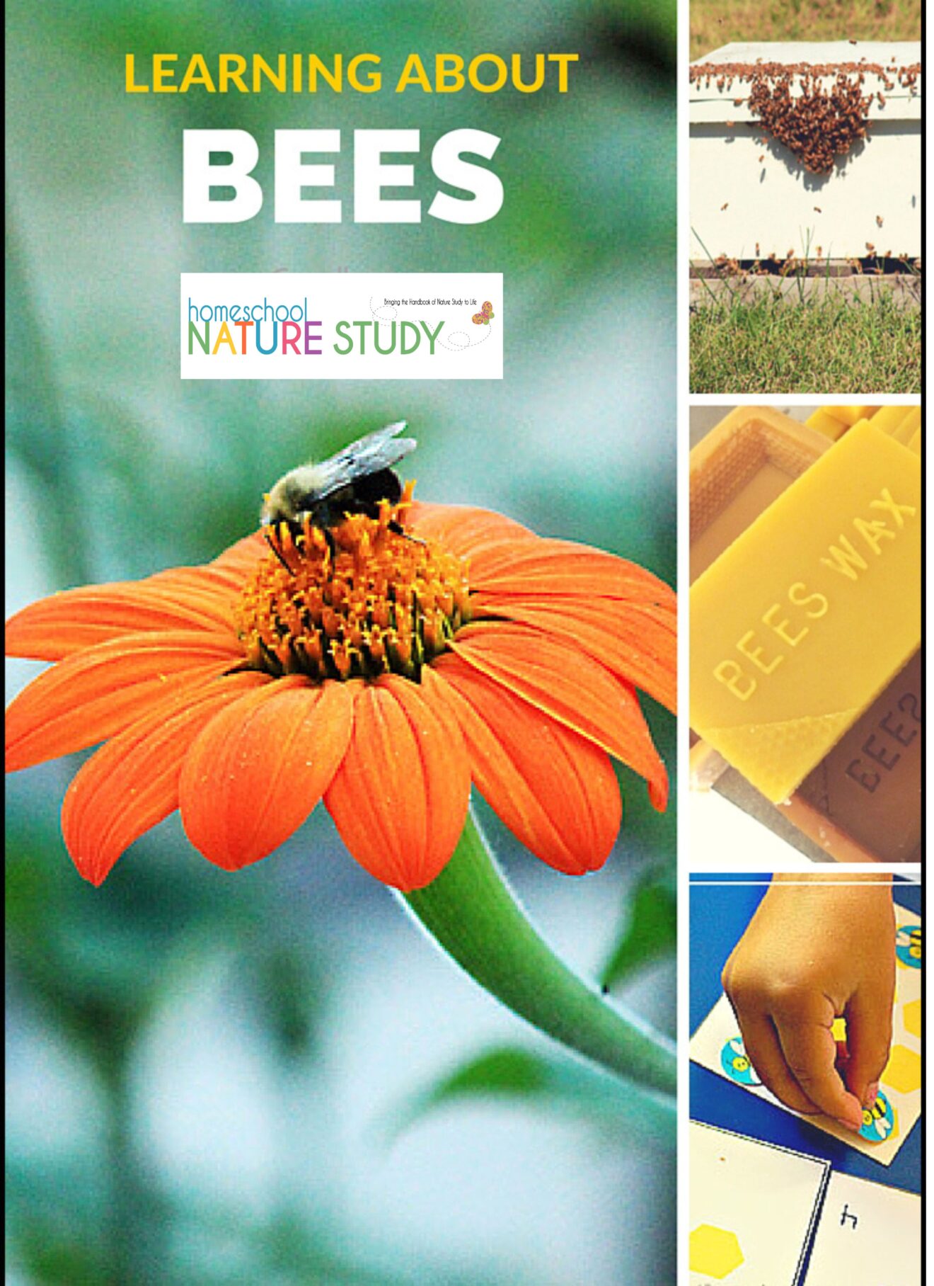 An Awesome List of Bees and Bumble Bees Nature Studies - Homeschool ...