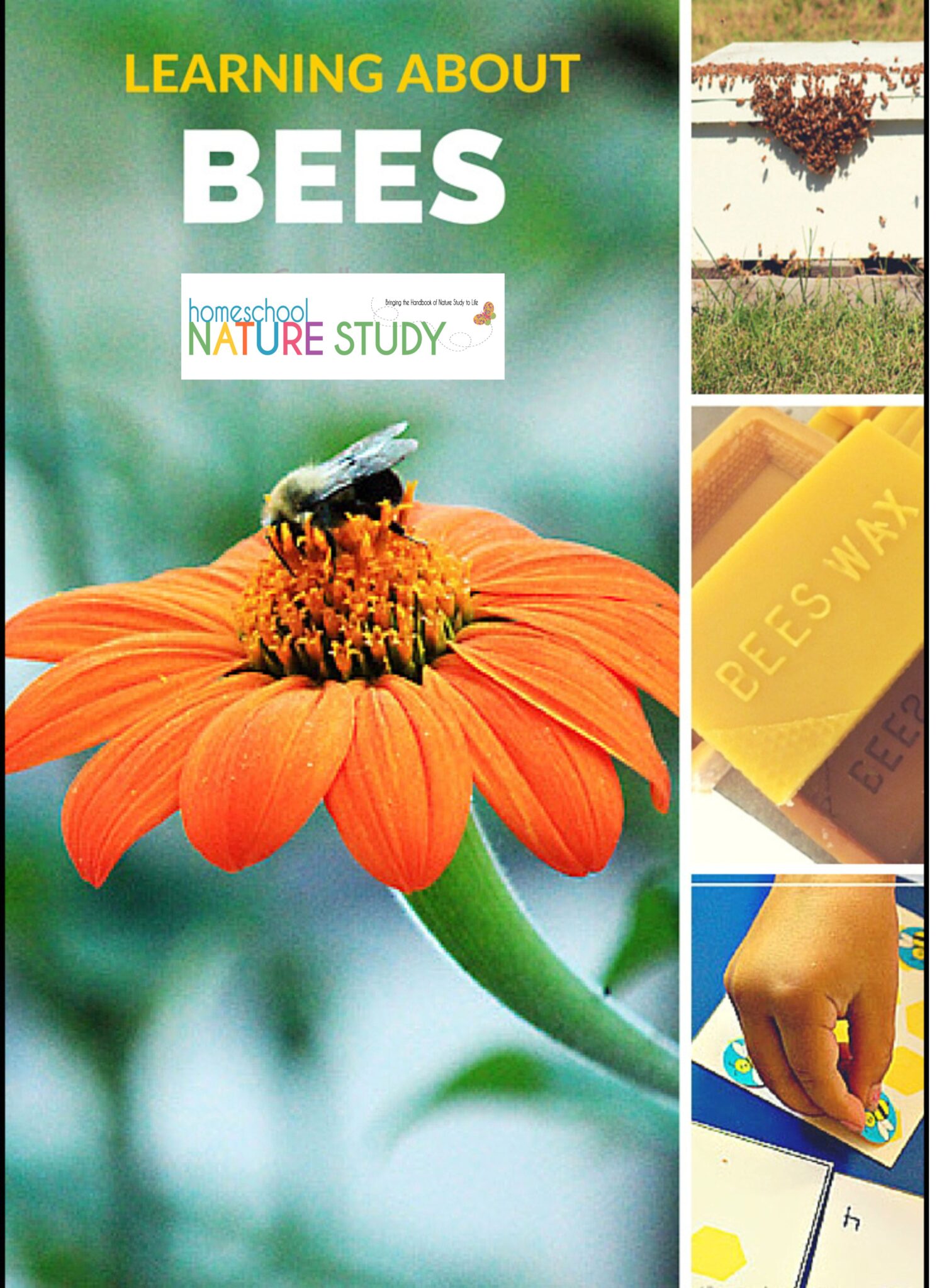An Awesome List of Bees and Bumble Bees Nature Studies - Homeschool Nature Study