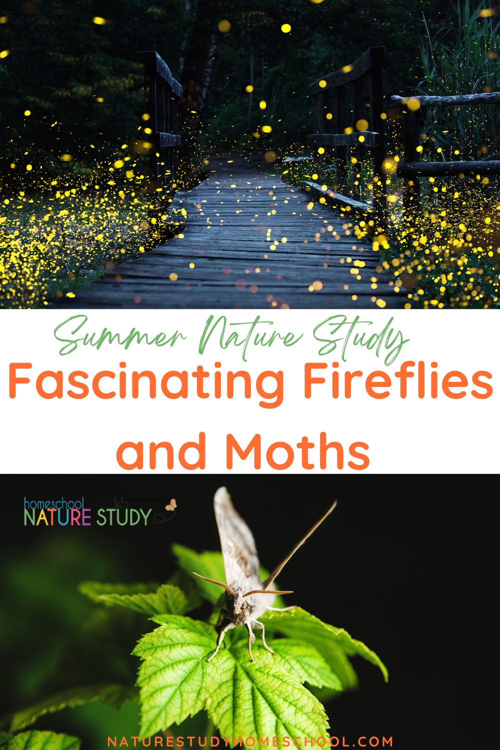 Fascinating Fireflies and Moths Summer Nature Study - Homeschool Nature ...