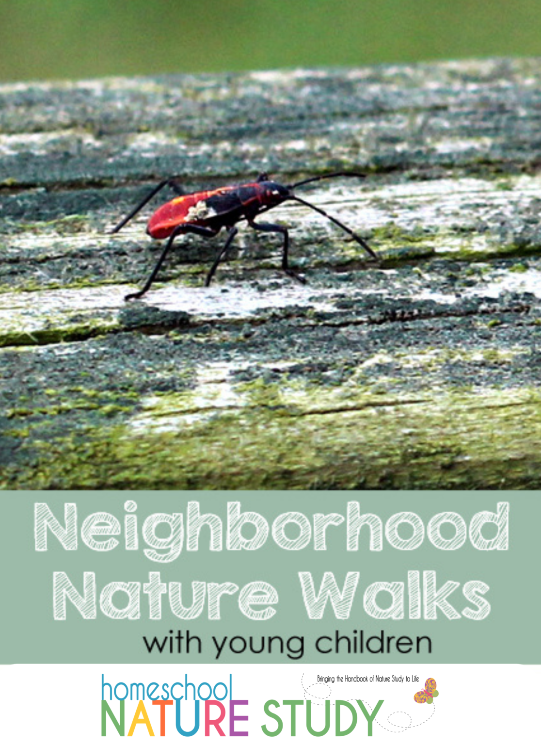 Neighborhood Nature Walks With Young Children - Homeschool Nature Study