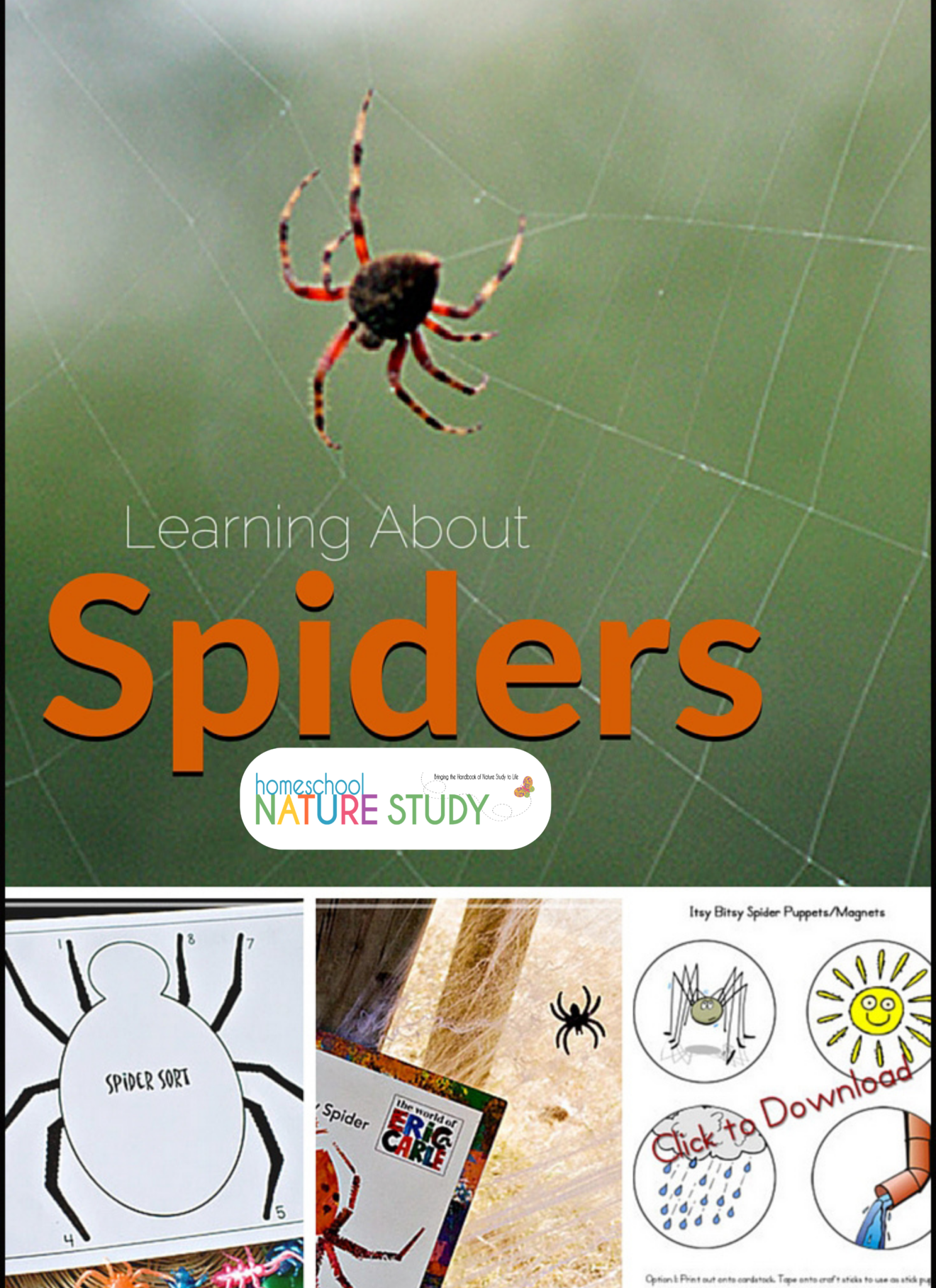 Learning About Spiders: Activities For Kids - Homeschool Nature Study