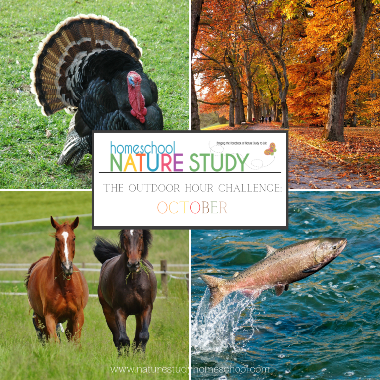 October Nature Study Activities For Children Of All Ages - Homeschool ...