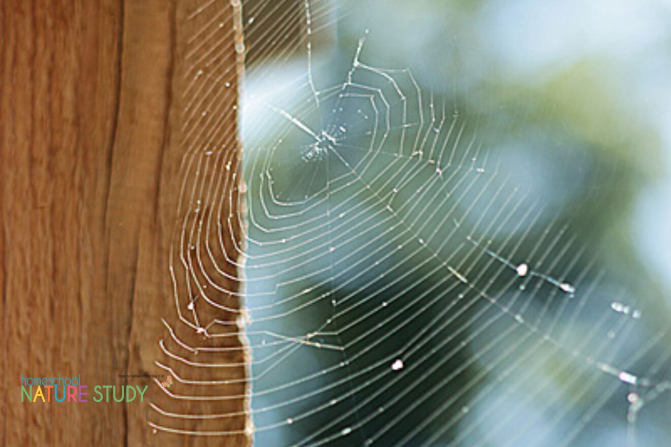 Learning About Spiders: Activities For Kids - Homeschool Nature Study