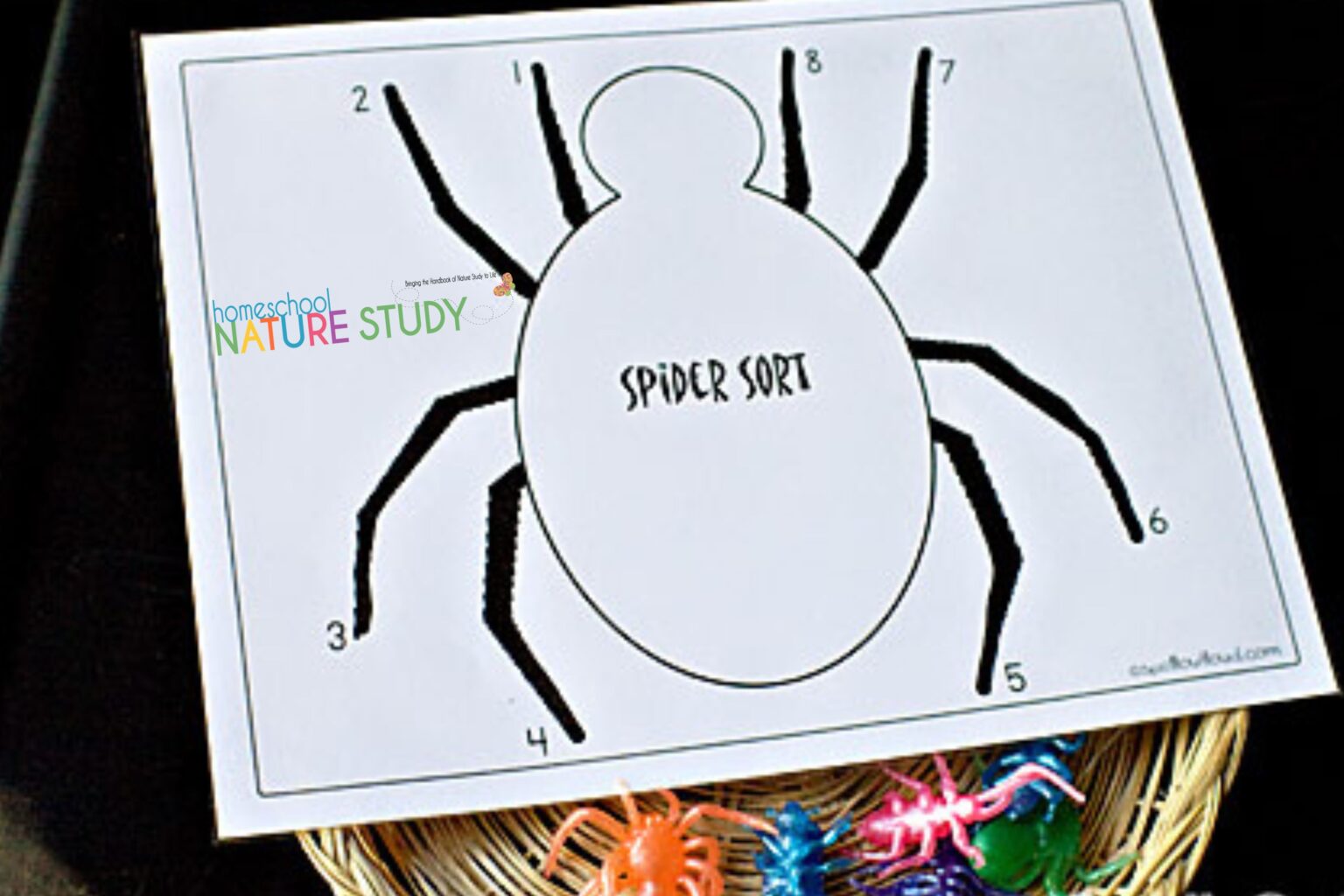 Learning About Spiders: Activities For Kids - Homeschool Nature Study