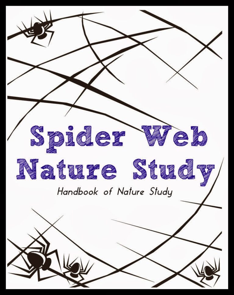 Learning About Spiders: Activities For Kids - Homeschool Nature Study