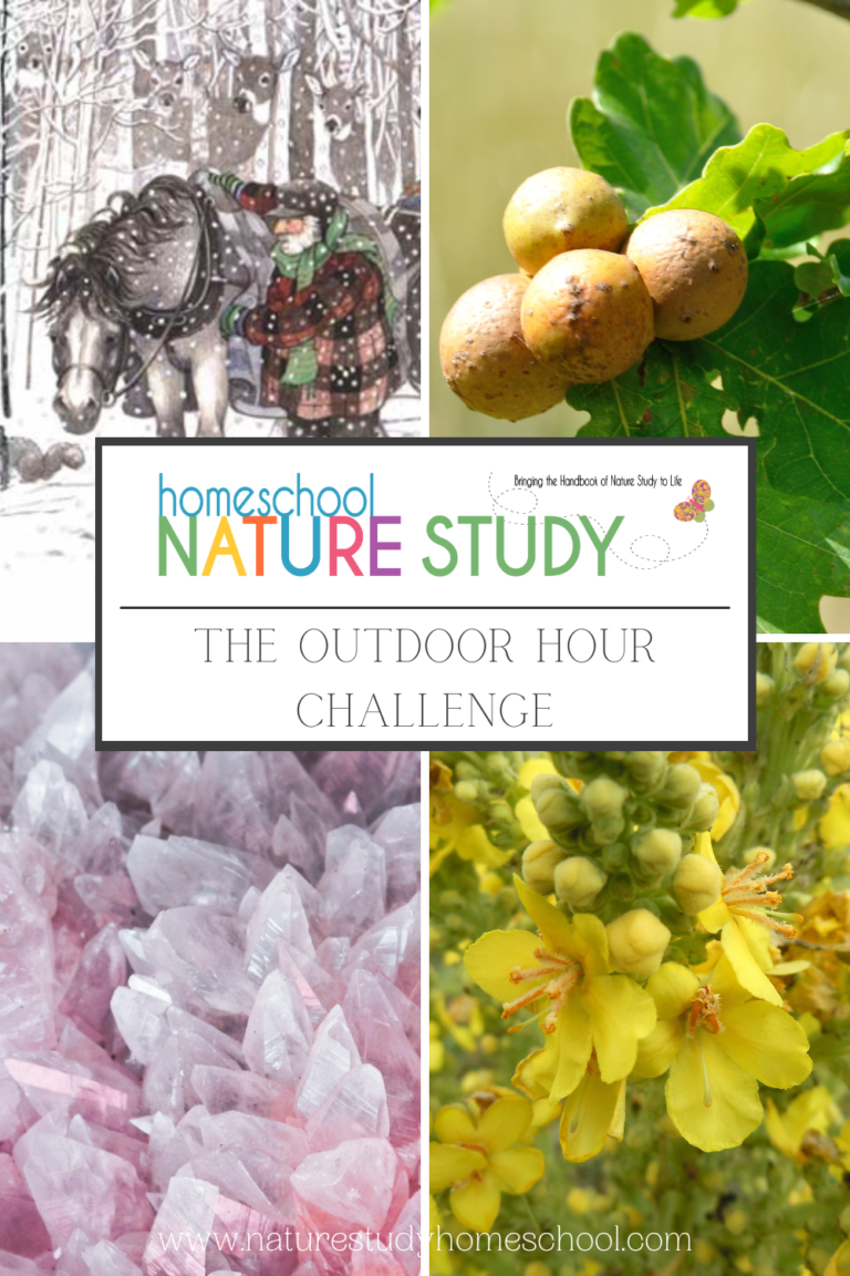 January Nature Studies Perfect for Winter Homeschooling - Homeschool ...
