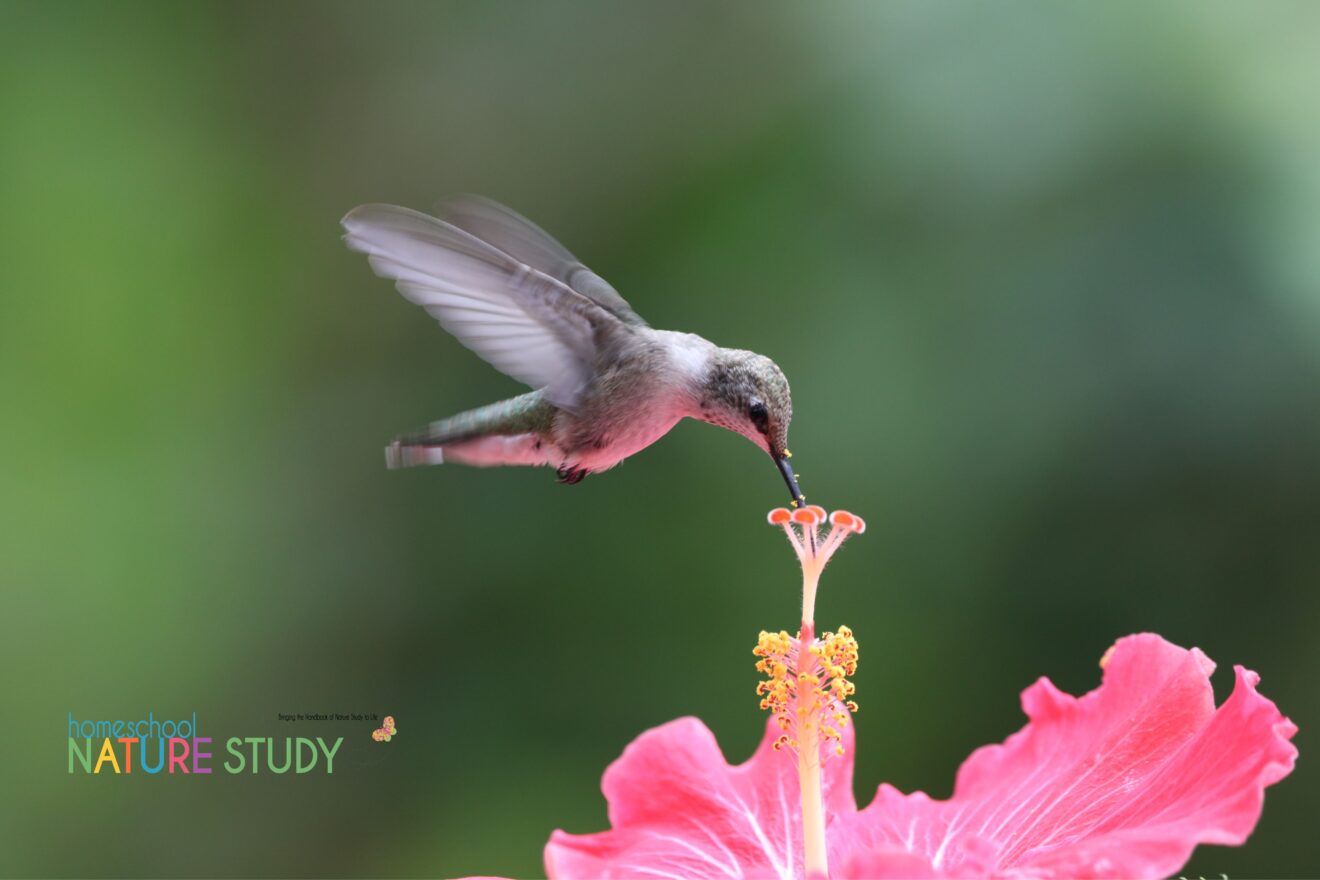 Hummingbird Nature Study Activities For Kids - Homeschool Nature Study