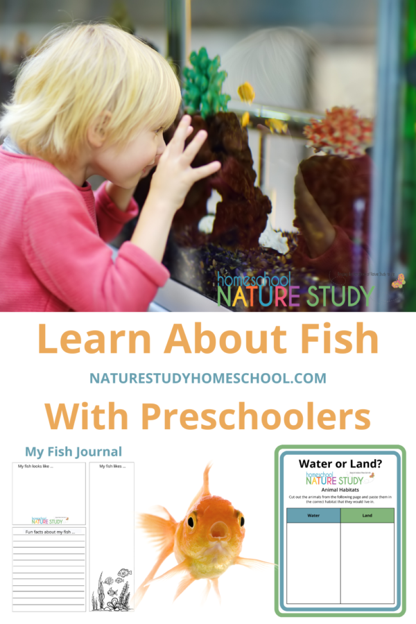 Fun Fish Activities For Preschoolers - Homeschool Nature Study