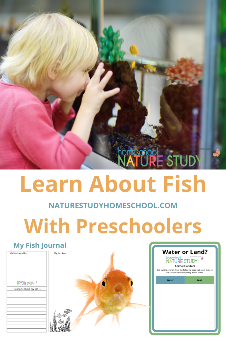 Fun Fish Activities For Preschoolers - Homeschool Nature Study