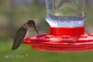 Hummingbird Nature Study Activities For Kids - Homeschool Nature Study