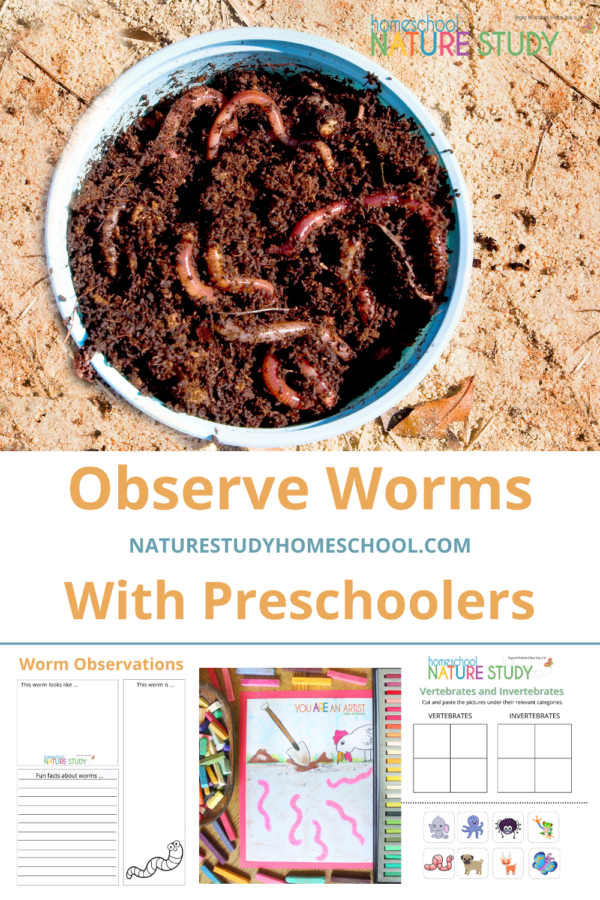 Observe Worms With Preschoolers Nature Study - Homeschool Nature Study