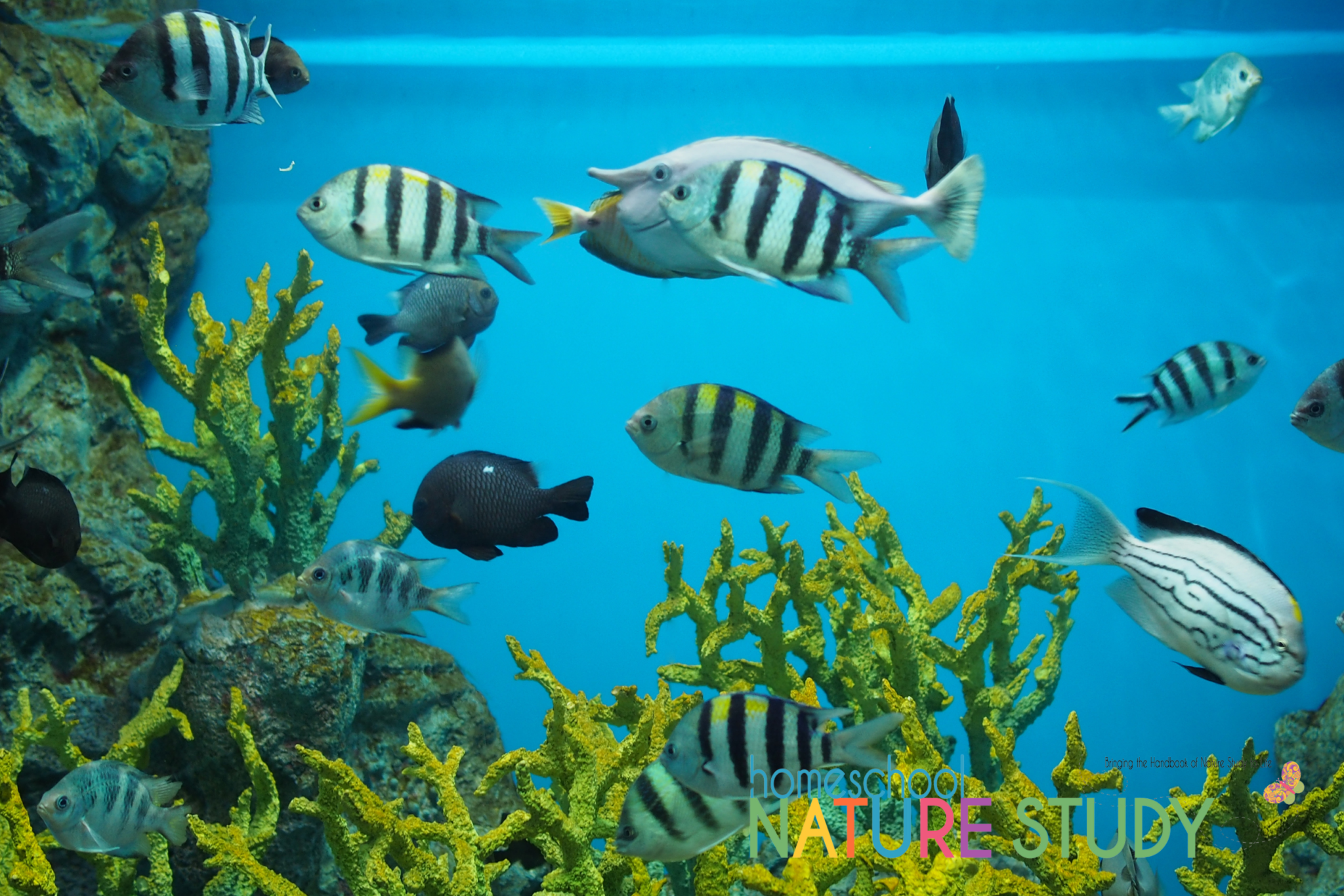 Fun Fish Activities For Preschoolers - Homeschool Nature Study