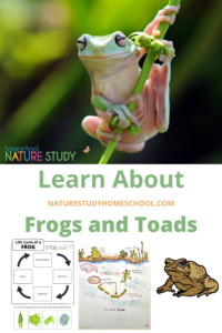 Frogs and Toads: Learning Activities For Kids - Homeschool Nature Study