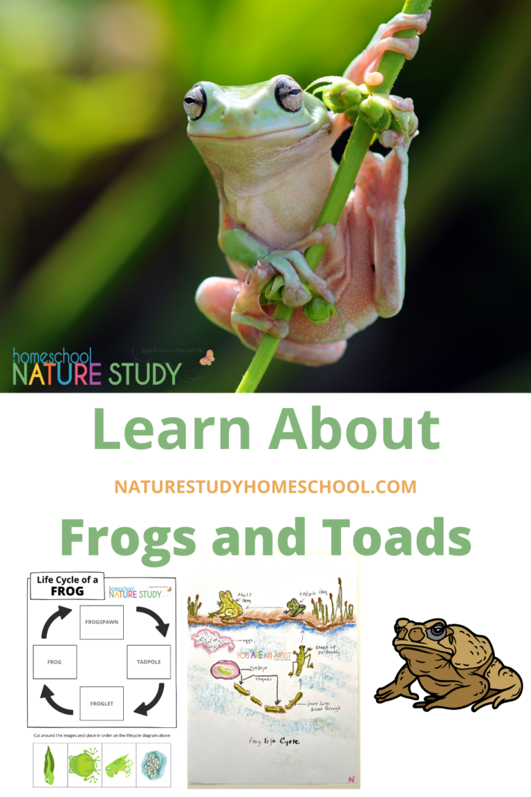 Frogs and Toads: Learning Activities For Kids - Homeschool Nature Study