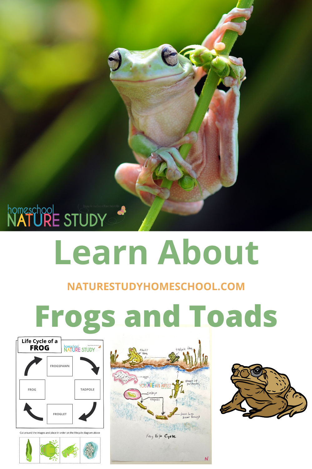 Frogs and Toads: Learning Activities For Kids - Homeschool Nature Study