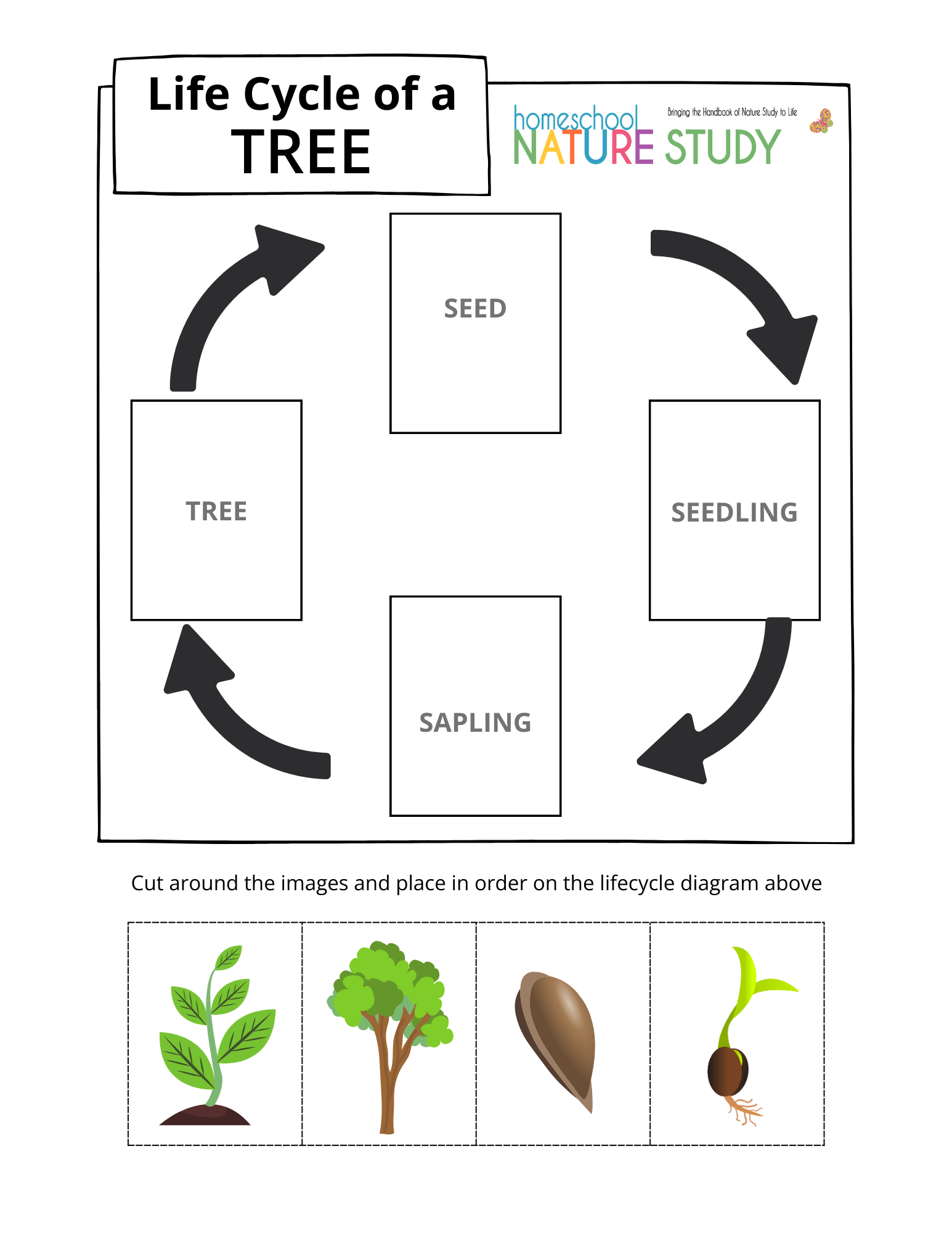 Learning About Seeds Preschool Activities - Homeschool Nature Study