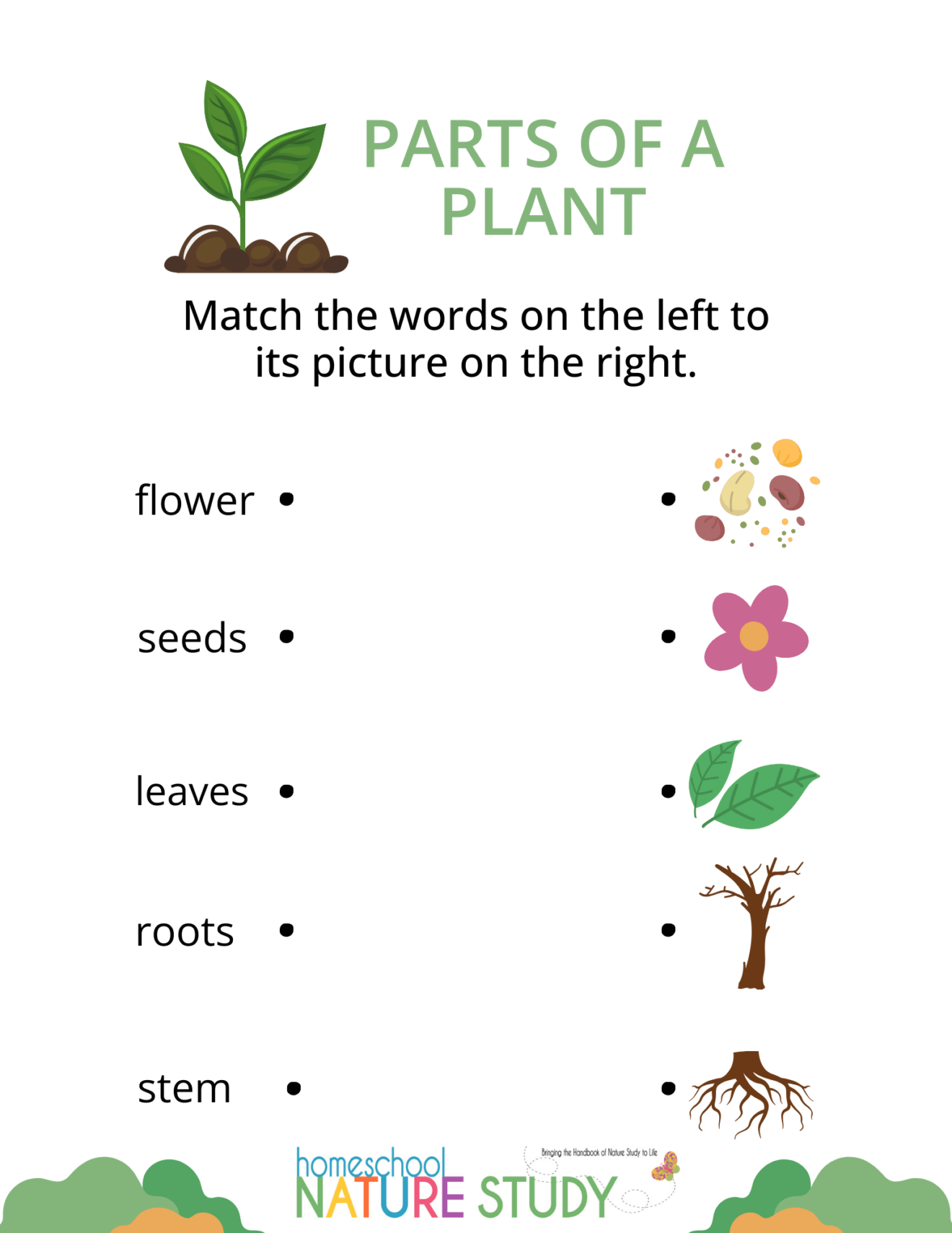 Learning About Seeds Preschool Activities - Homeschool Nature Study