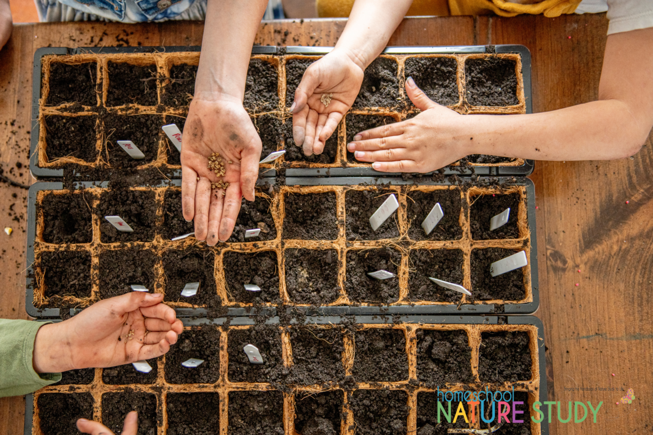 Learning About Seeds Preschool Activities - Homeschool Nature Study