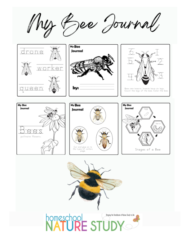 Posts - Homeschool Nature Study