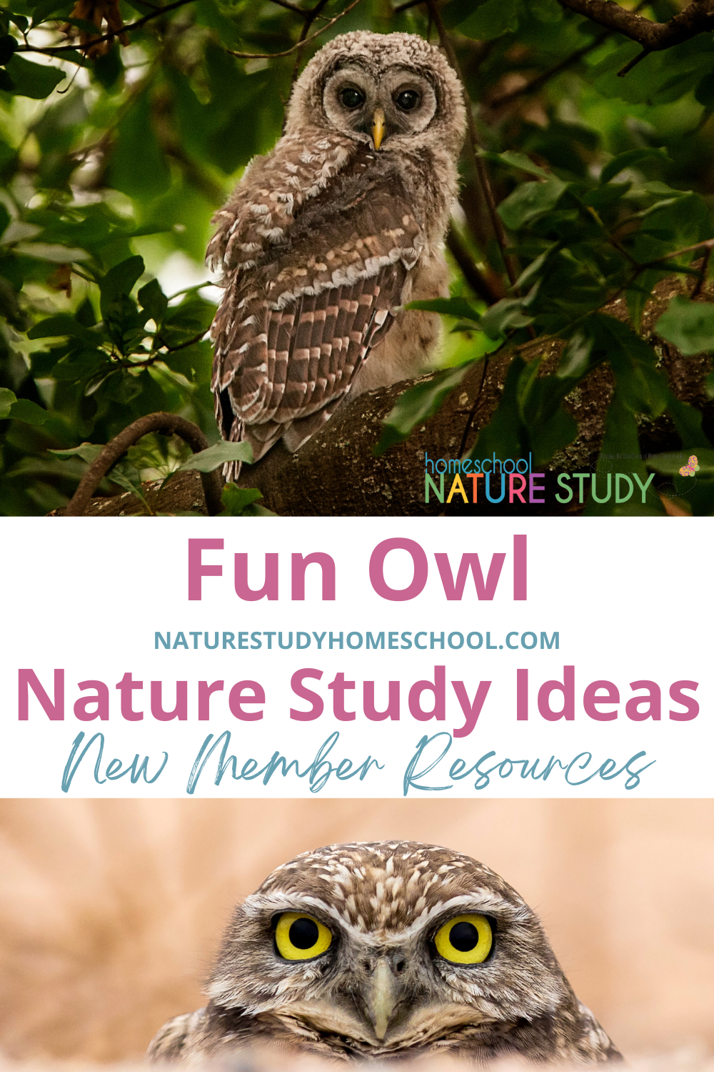 Fun Owl Nature Study Ideas - Homeschool Nature Study