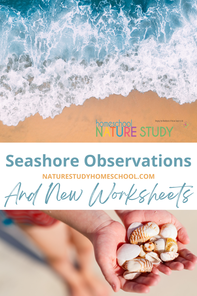 Seashore Activities And Worksheets For Kids - Homeschool Nature Study