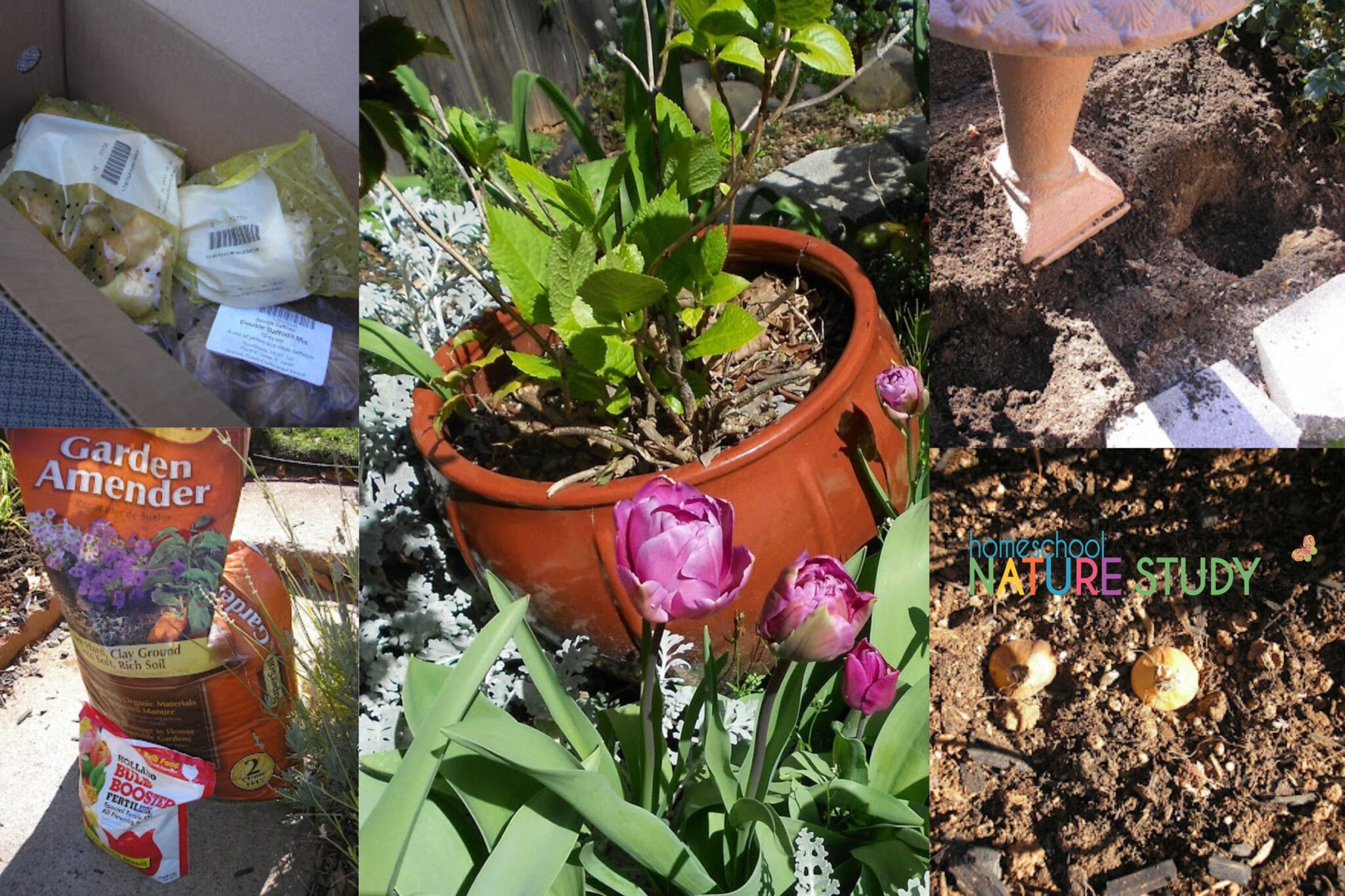 An Easy Kids' Guide To Planting Bulbs in the Fall - Homeschool Nature Study