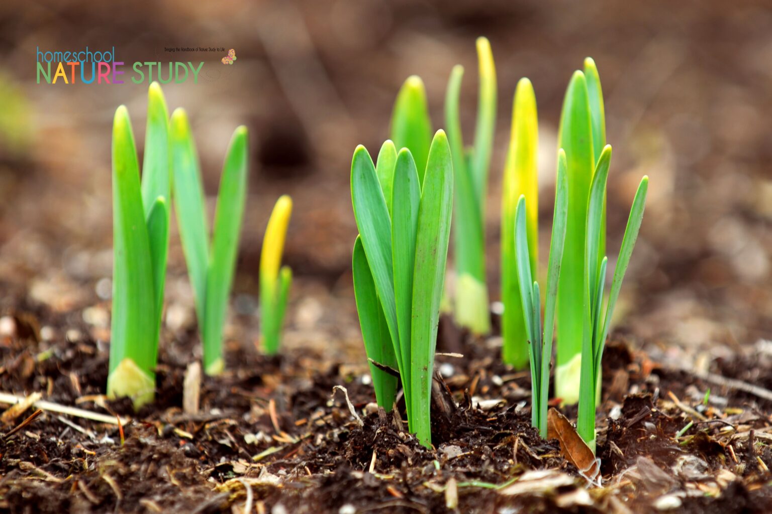 An Easy Kids' Guide To Planting Bulbs in the Fall - Homeschool Nature Study