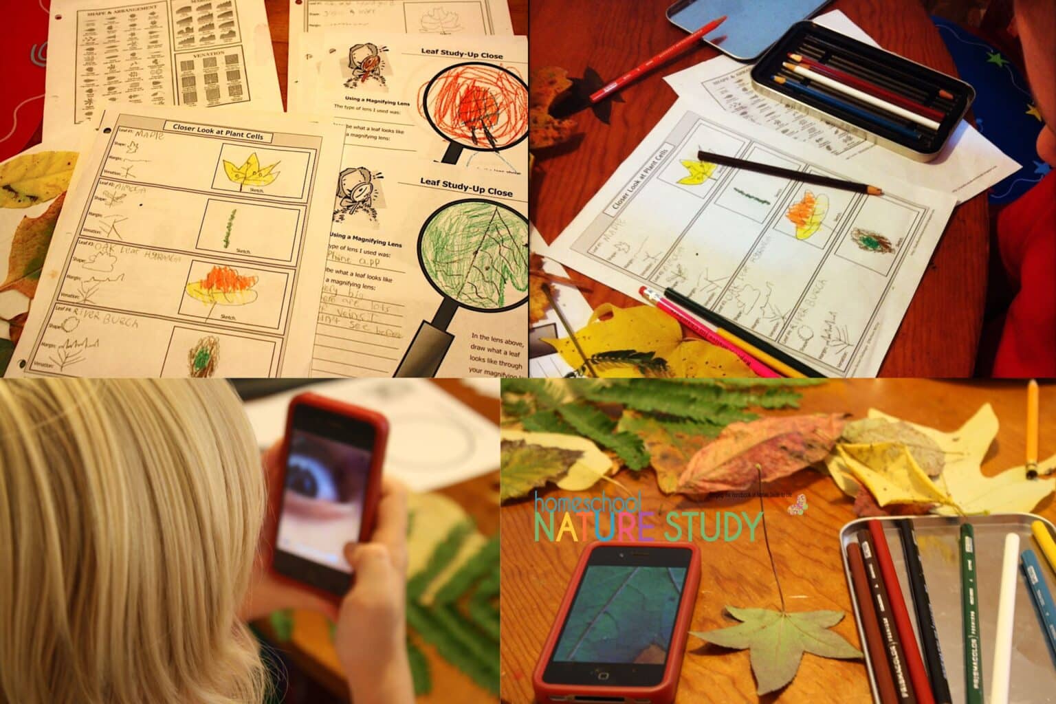 Fall Leaf Activities For Kids: Nature Study For Learning And Fun ...