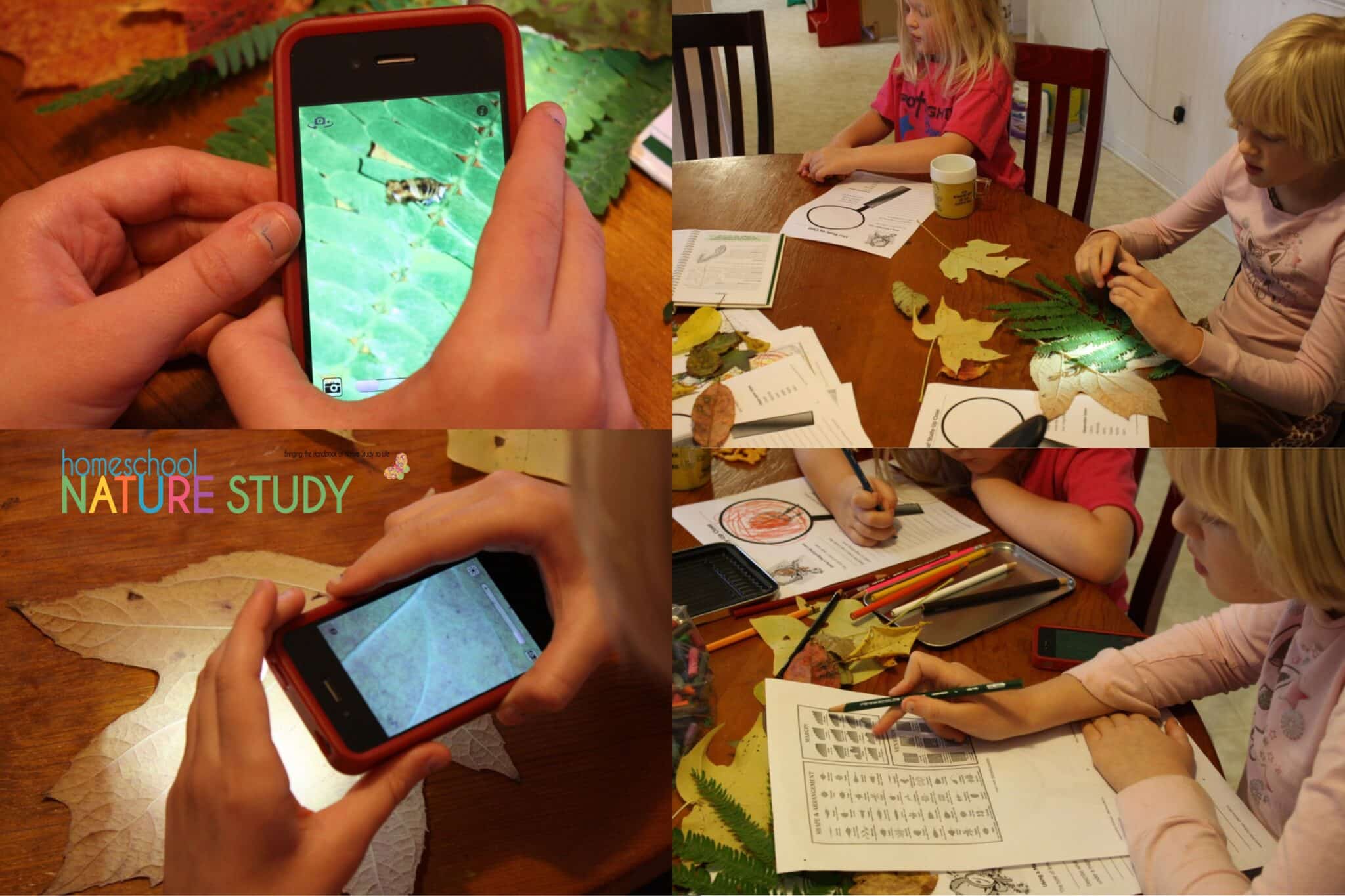 Fall Leaf Activities For Kids: Nature Study For Learning And Fun ...