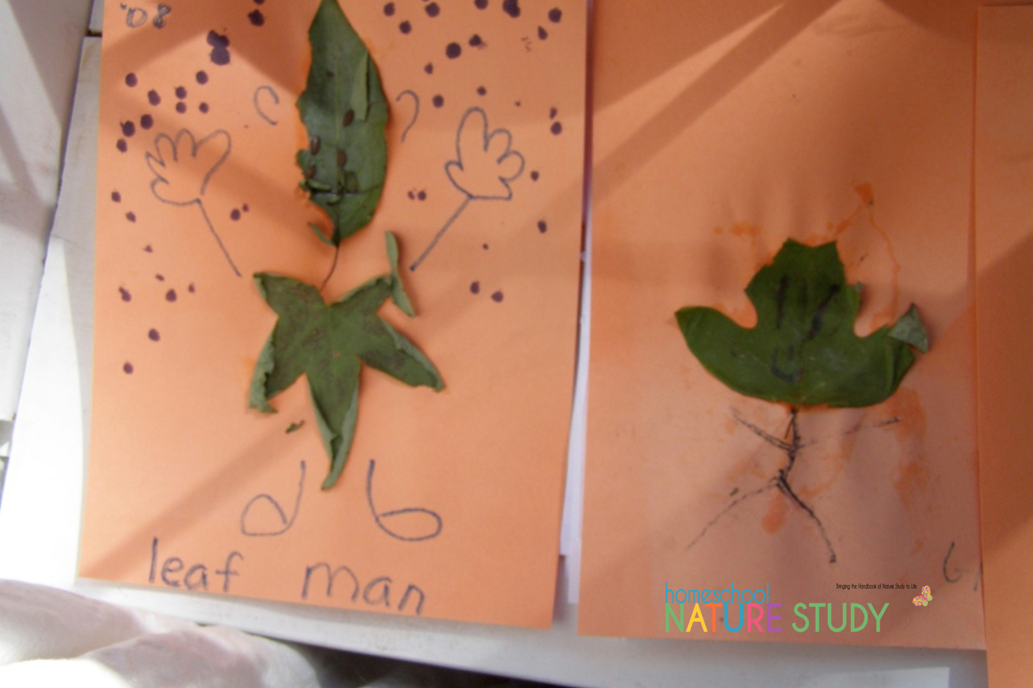 Leaf Art Nature Walk Activity - Homeschool Nature Study