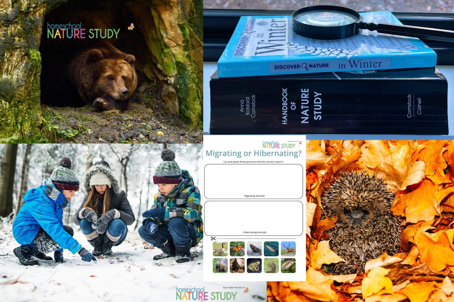 Hibernation: A Winter Nature Study - Homeschool Nature Study