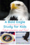 A Bald Eagle Study for Kids: Comprehensive and Fun! - Homeschool Nature ...